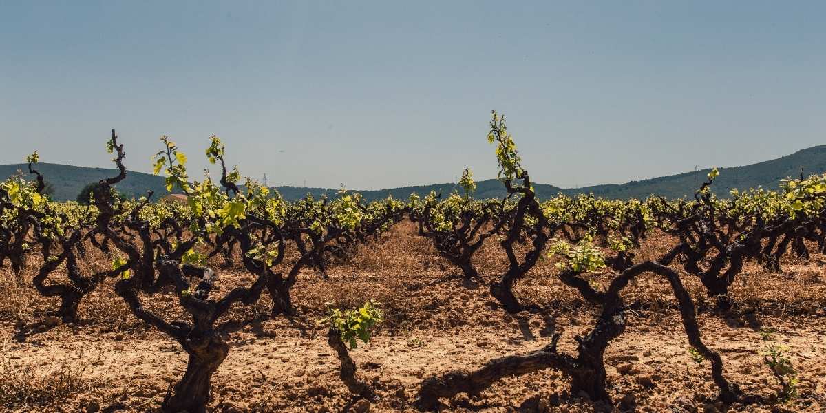 Controlo e causas do Míldio de Vinha em Portugal