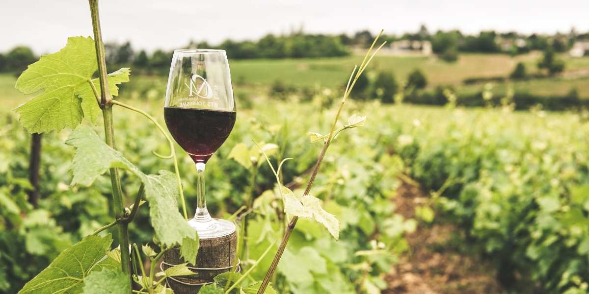 Descubra o mundo do vinho sem alcool e os melhores vinhos a provar